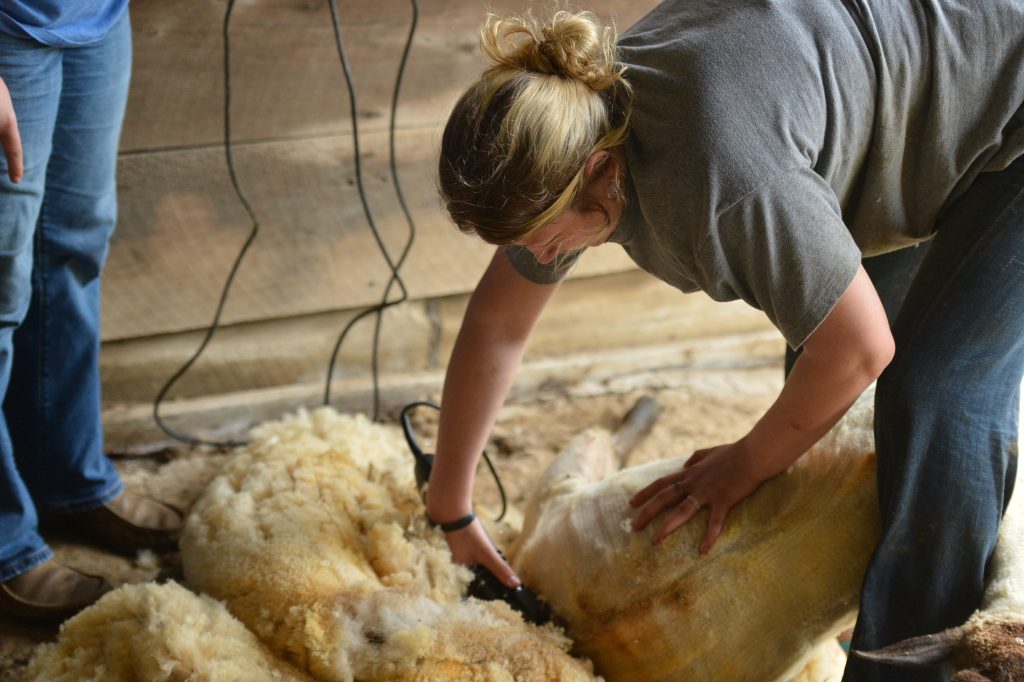 Shear excellence: Waynesburg, FFA students compete to trim sheep’s wool ...